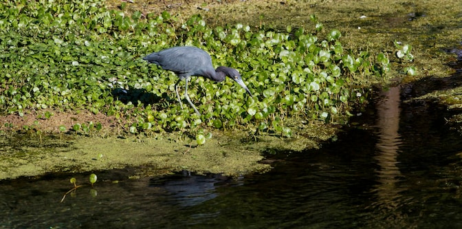 Florida’s incredible hidden springs – Orlando Sentinel